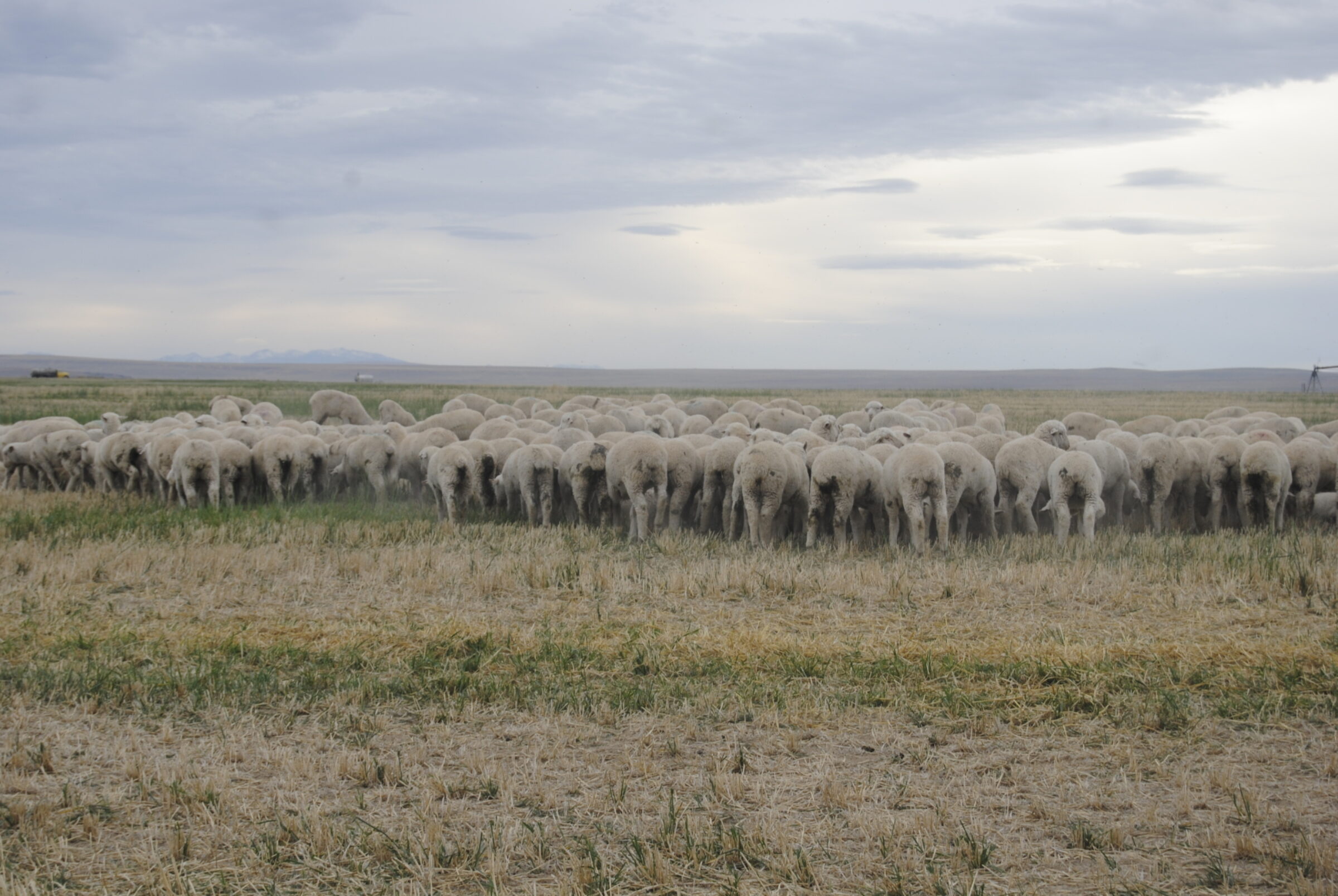 “Labor Freezing” and the Quiet Skills Behind the West’s Sheep Industry ...